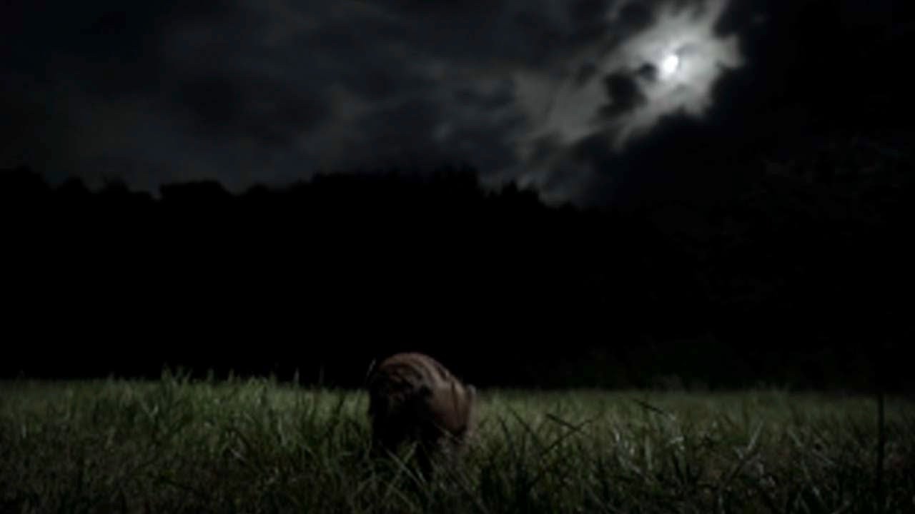 Creepy Animals Created in Labs. - YouTube