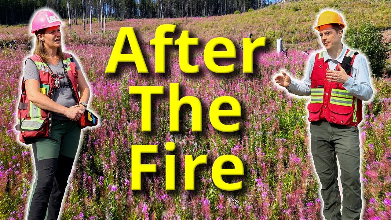 Post-Fire Forest Regeneration - Sub-Boreal Spruce BEC Zone - YouTube