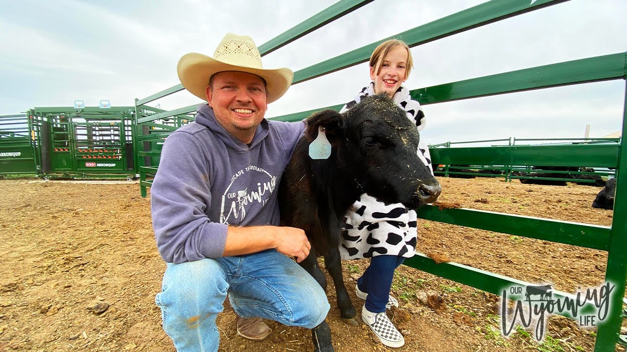 Working Calves - YouTube