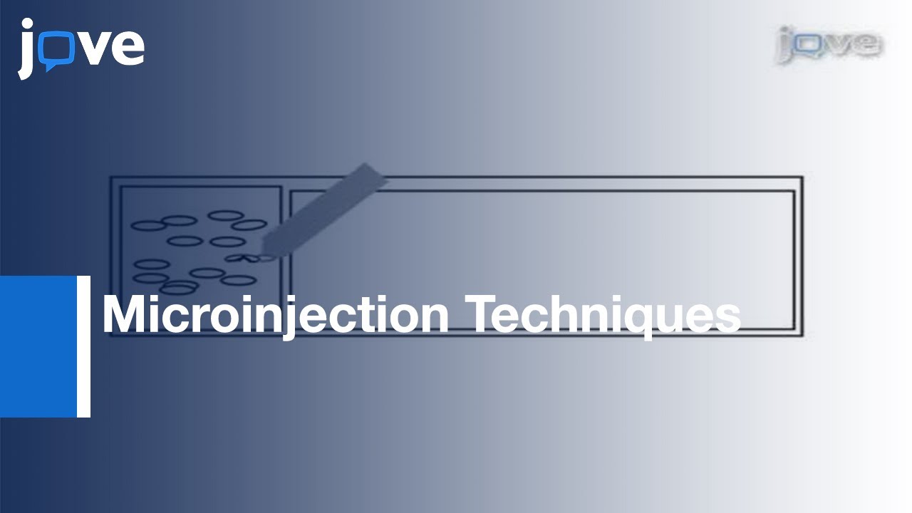 Microinjection Techniques: Studying Mitosis-Drosophila Syncytial Embryo ...
