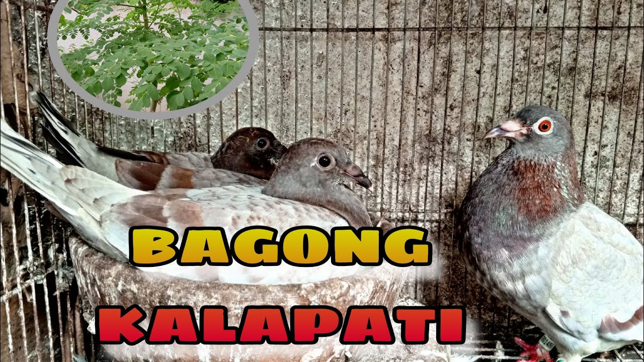 KALAPATI NA NAMAN pt 31 - YouTube