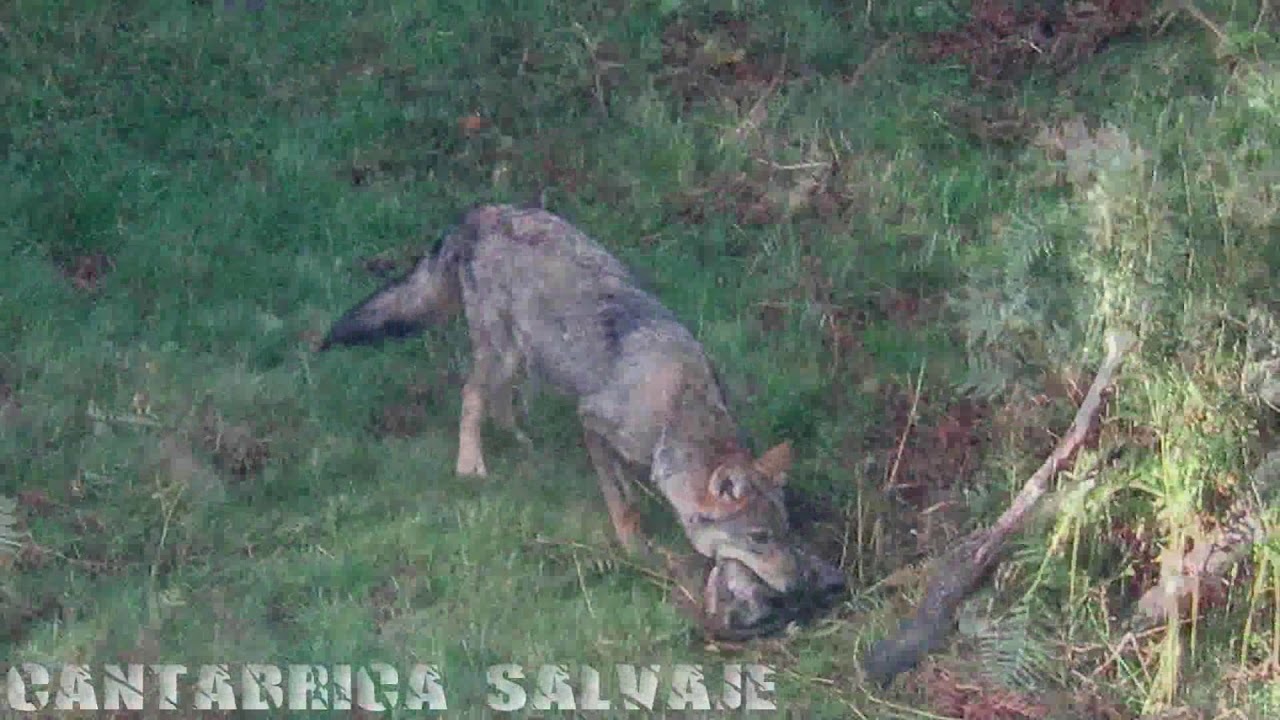 Lobos jugando con el pellejo de un compañero caído - YouTube