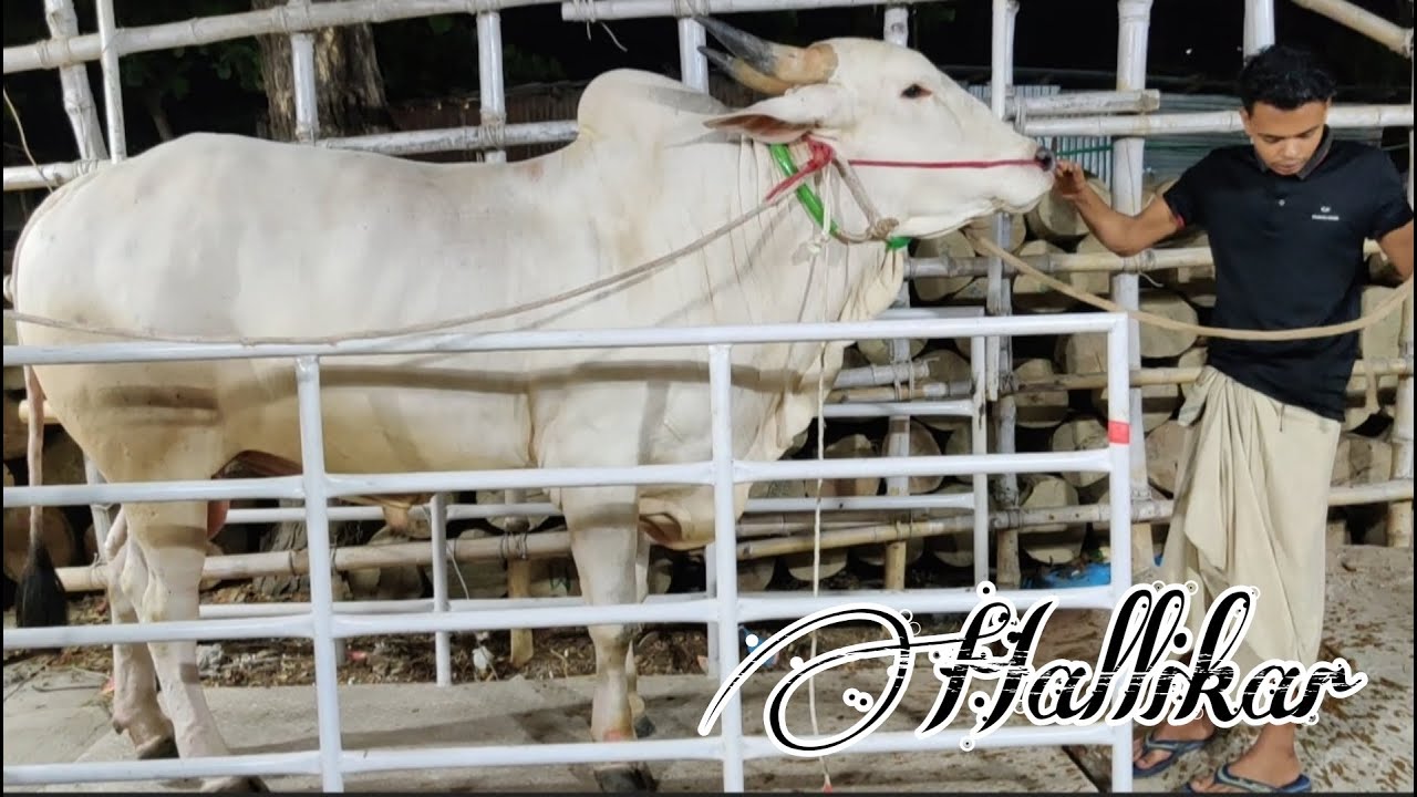 Hallikar Bull | Indian Breed | Chorom Pagla Goru | Qurbani Eid 2023 ...