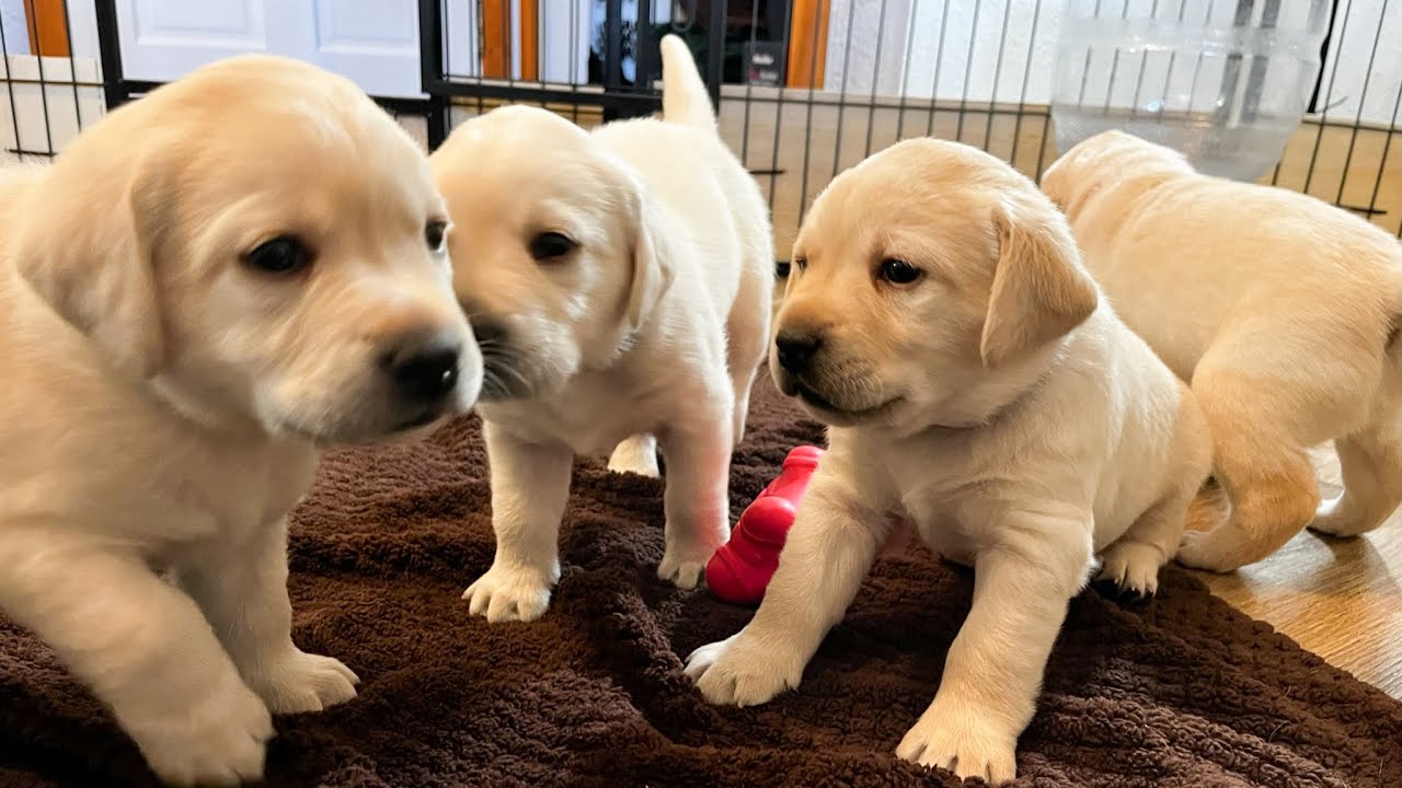 Puppy Cam LIVESTREAM Pt2 Lab Puppies 36 days old #cutepuppiesplaying # ...