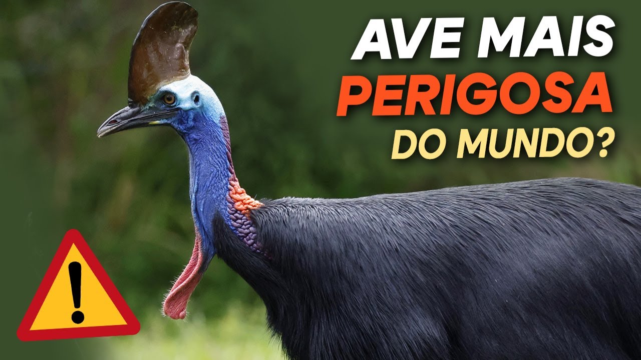 CASUAR é uma ave realmente perigosa? Fama exagerada? - YouTube