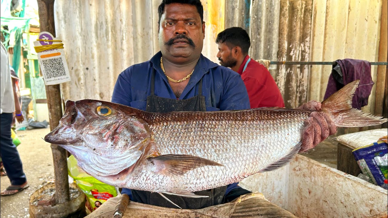 RED KENDAL FISH 🐟 KASIMEDU SPEED SELVAM AMAZING FISH CUTTING SKILLS # ...