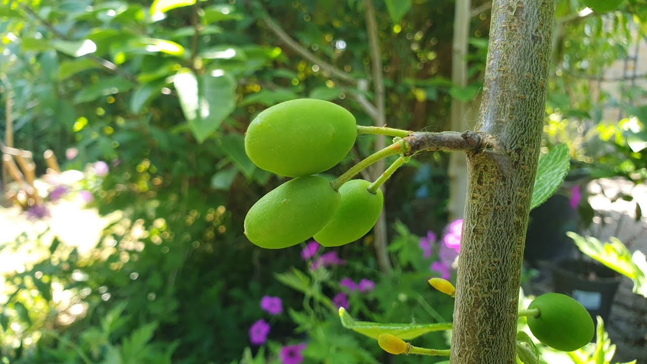Plums are plumping up on my Dwarf Victoria Plum Tree - YouTube