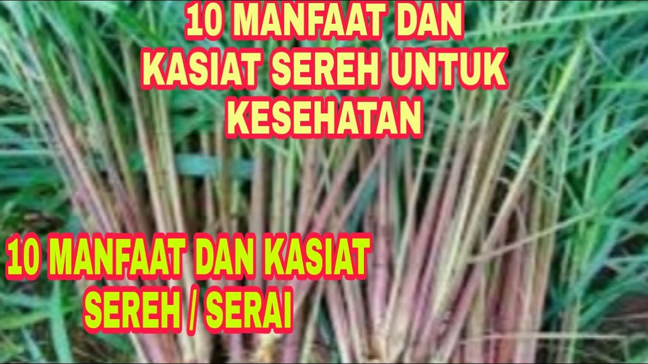 10 MANFAAT DAN KASIAT SEREH / SERAI MERAH UNTUK KESEHATAN TUBUH - YouTube