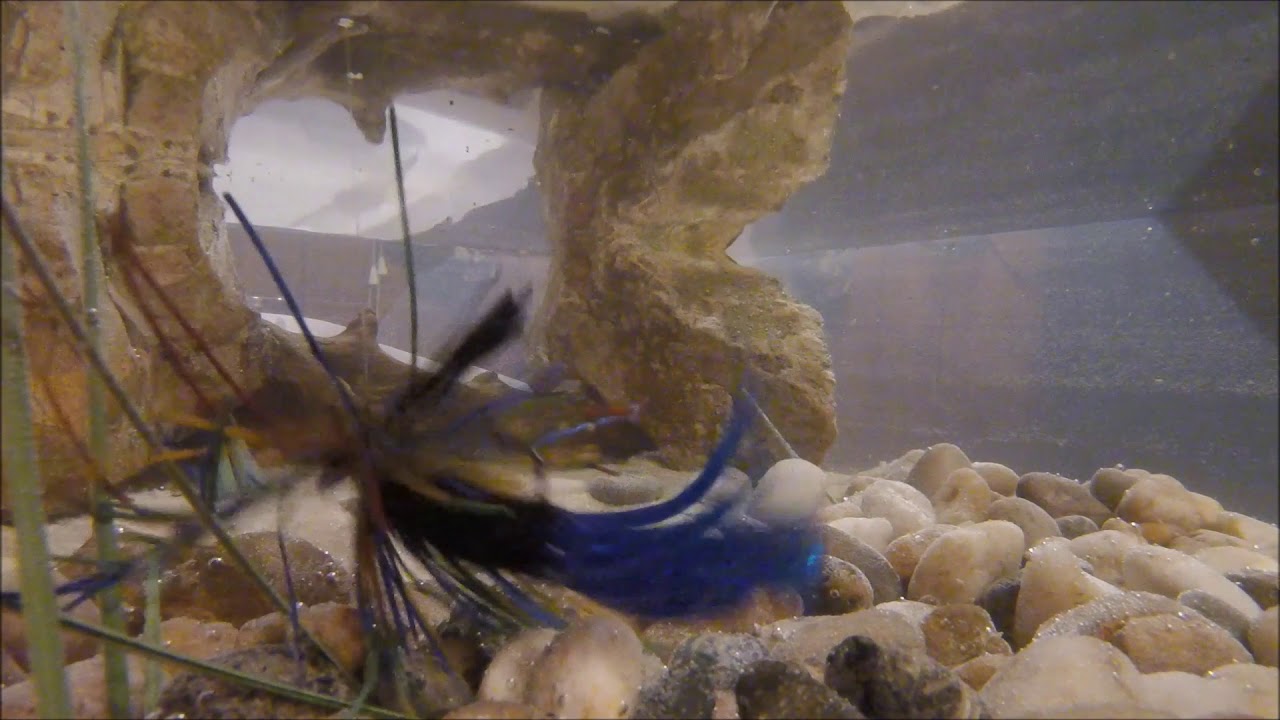 Jig Test Tank - YouTube