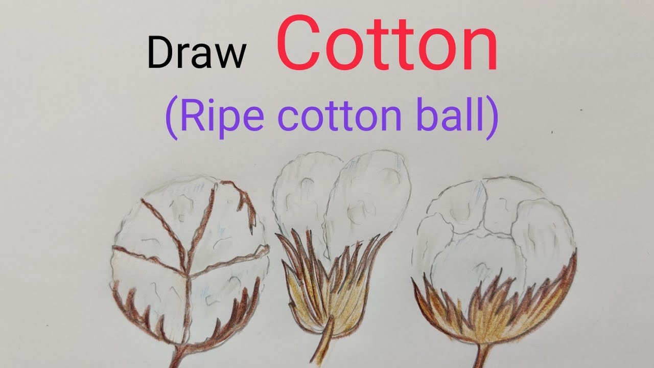 Cotton Boll Drawing
