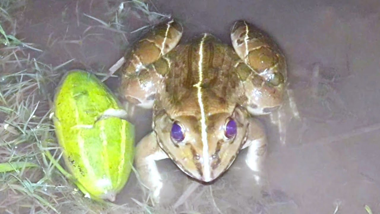 big frog/boro sona bang/boro kola bang/frog sounds/frog video/ frog vs ...