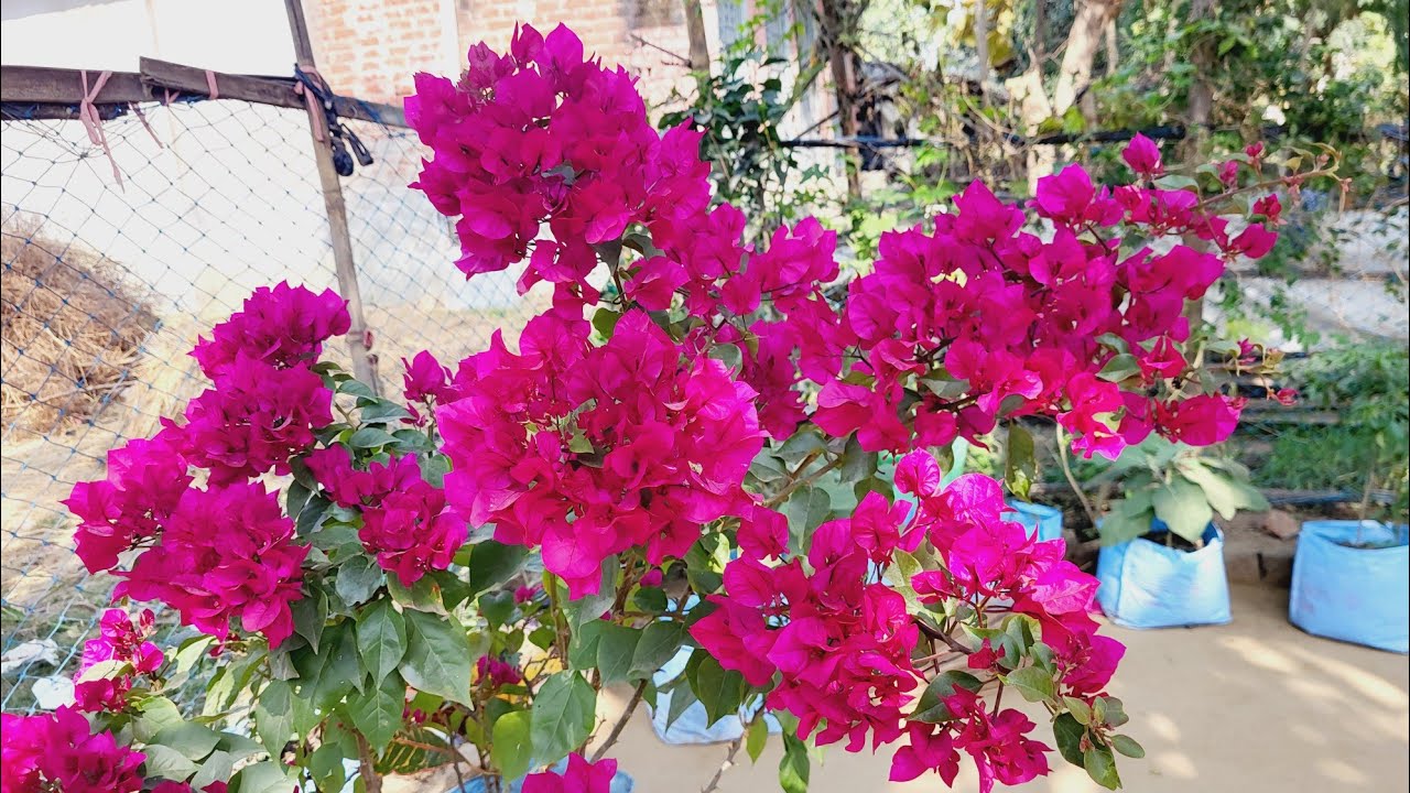 Mere Garden Ka Plants || Best Varieties Exotic Plants || #Plants - YouTube