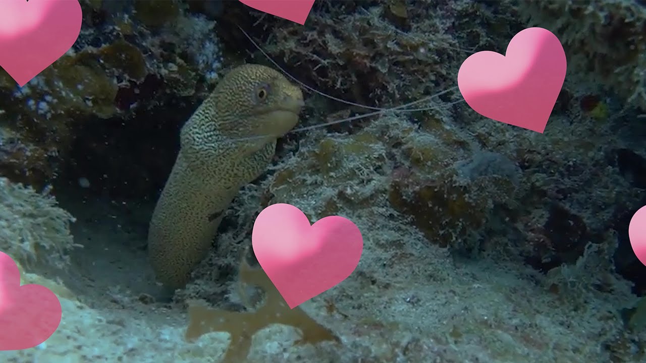 That's A Moray! - YouTube