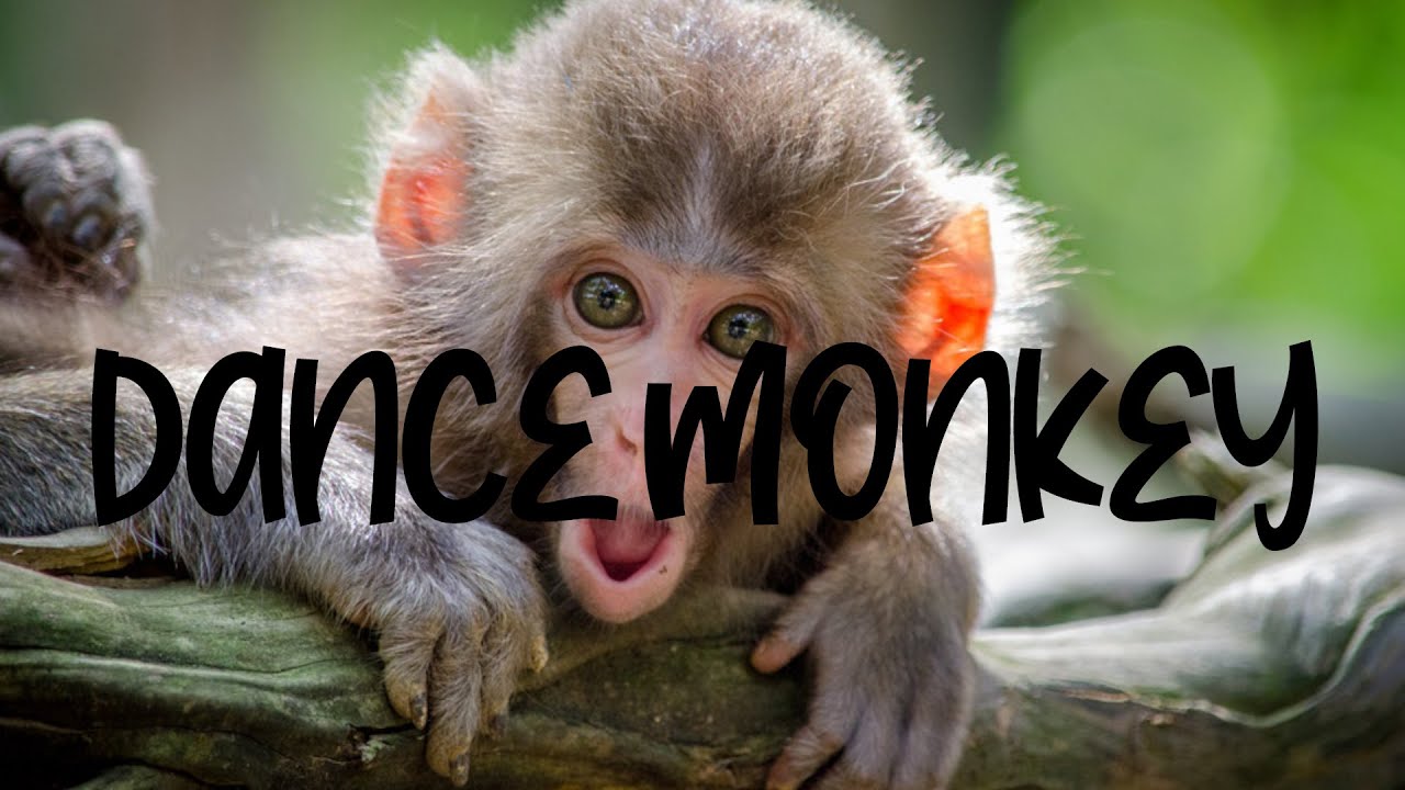 Tones And I - Dance Monkey (Lyrics) - YouTube