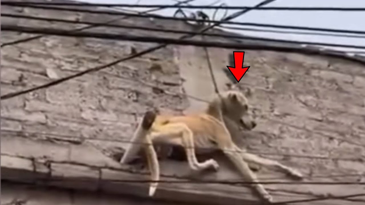 Fleeing From its Owner, a Chained Dog Jumped off a Roof, Hung and Found ...