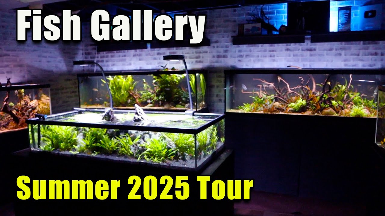 FIsh Gallery Tour Summer 2025 - YouTube