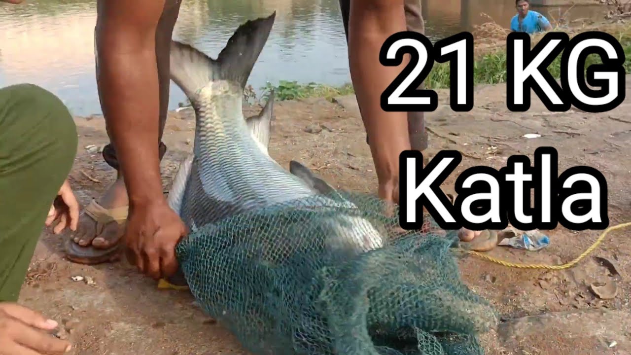21 Kg Big Size Katla (catla) Handline per nikala bada katla - YouTube