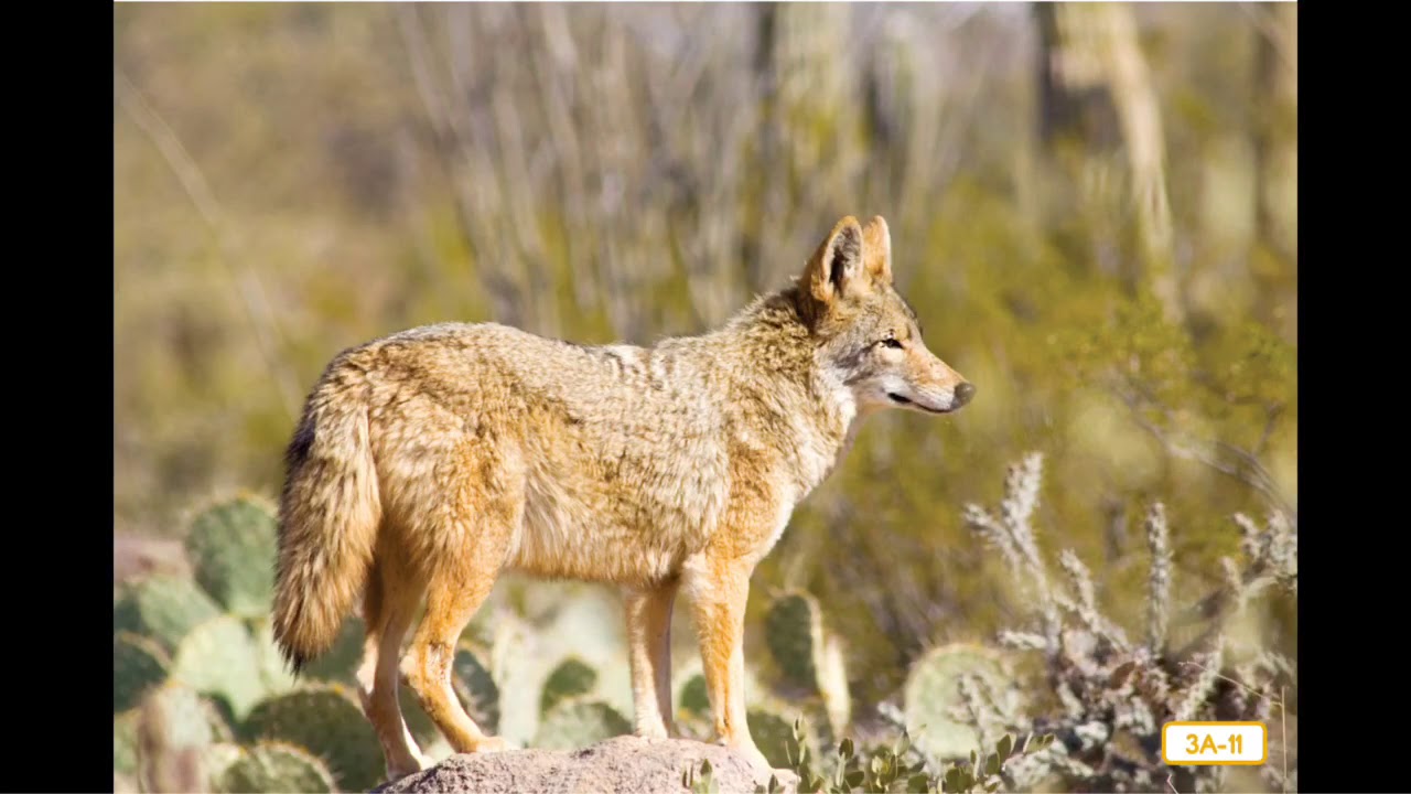 CKLA Domain 8 Lesson 3 The Sonoran Desert - YouTube