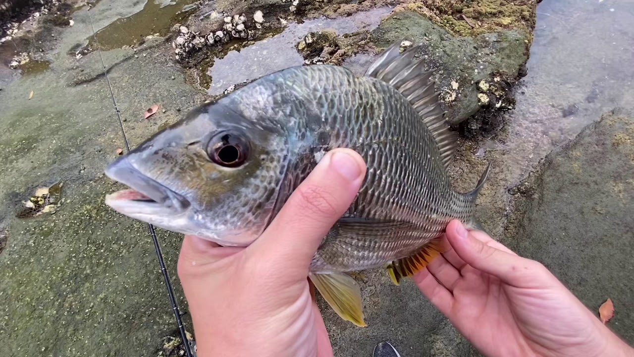EP3 - MONSTER SYDNEY BREAM SMOKIN MY DRAG ON 6LB LINE!! FISHING AT ITS ...