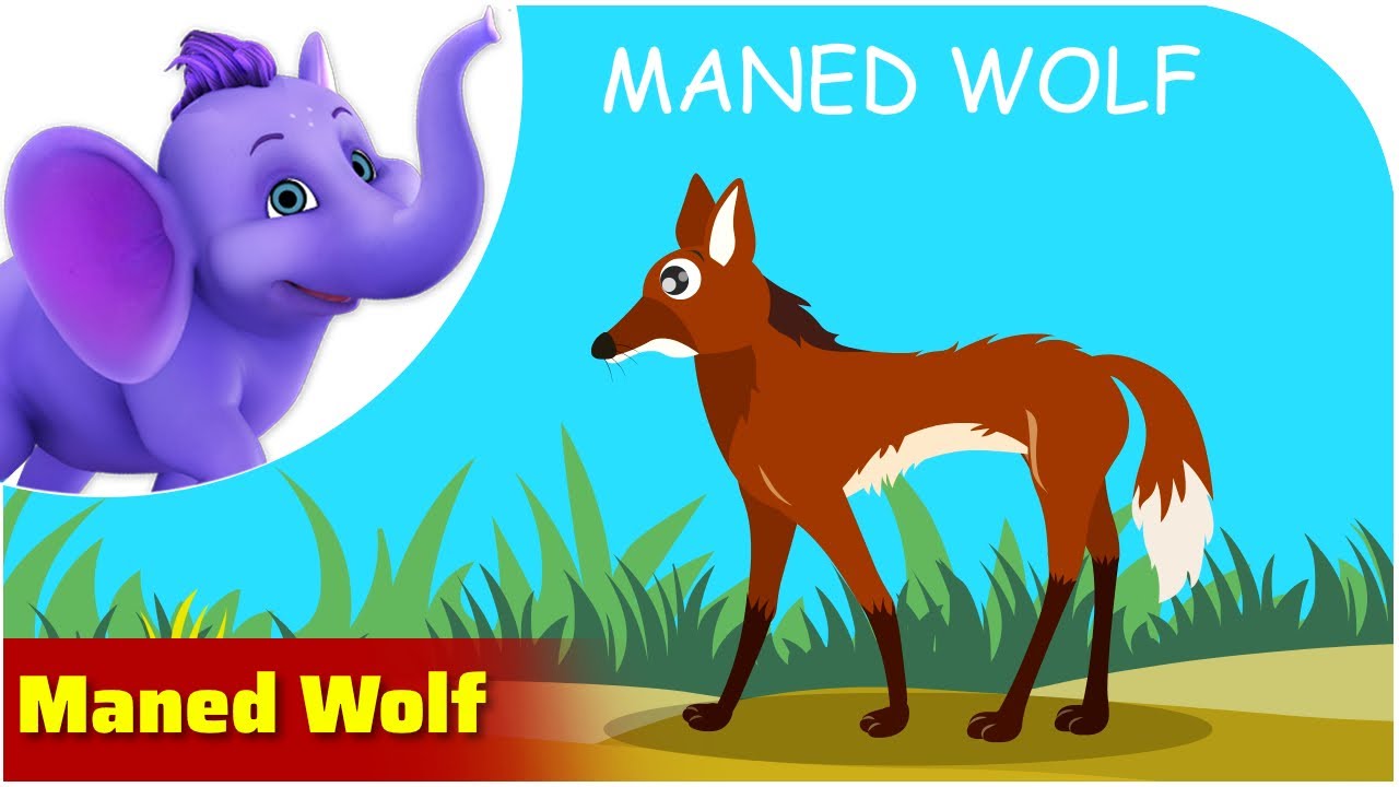 The Maned Wolf / Weird Animal Songs / Appu Series - YouTube