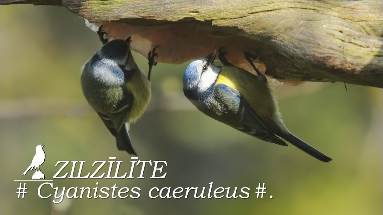 Putni / Birds : ZILZĪLĪTE /Cyanistes caeruleus/. Blue Tit. Blaumeise ...