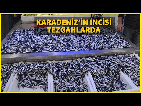 Havalar Soğudu, Hamsi Bollaştı