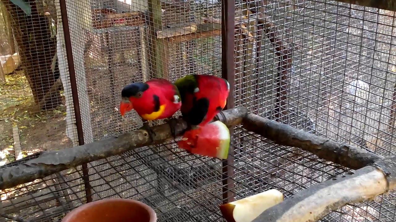 Lory yellow bibbed feeding watermellon - YouTube