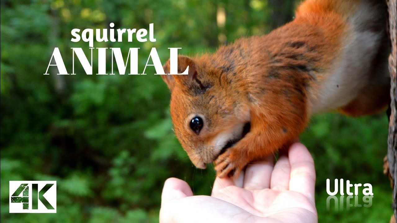 Squirrel Animal 4k - Scenic wildlife film white relaxing music and ...