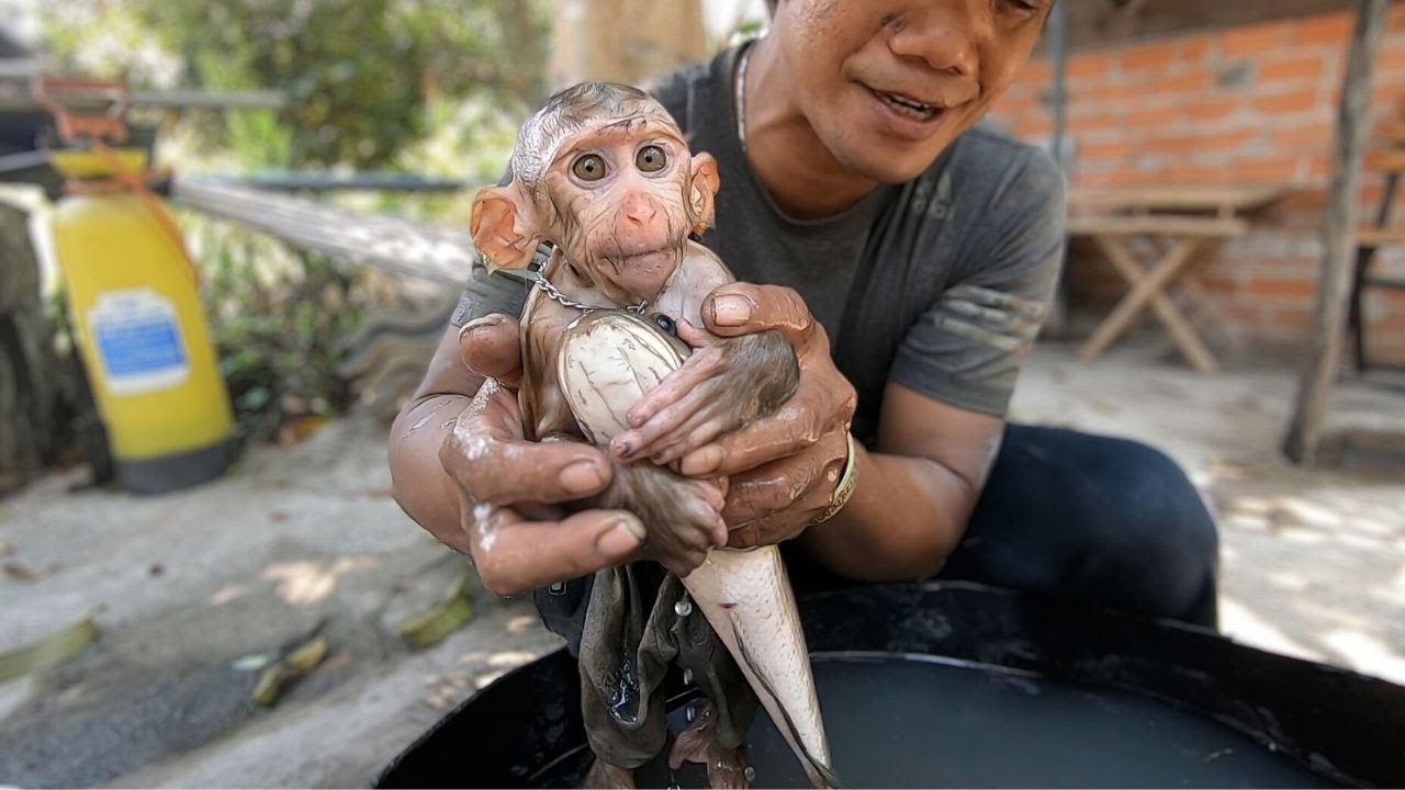 Exciting Day Baby Monkey Bika Goes Catching Fish with Dad! - YouTube