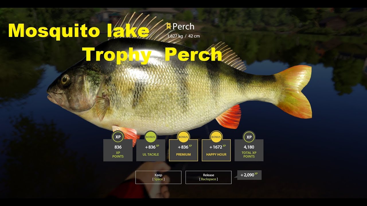 Russian fishing4,fishmeps :How to catch a Trophy Perch,Mosquito Lake ...
