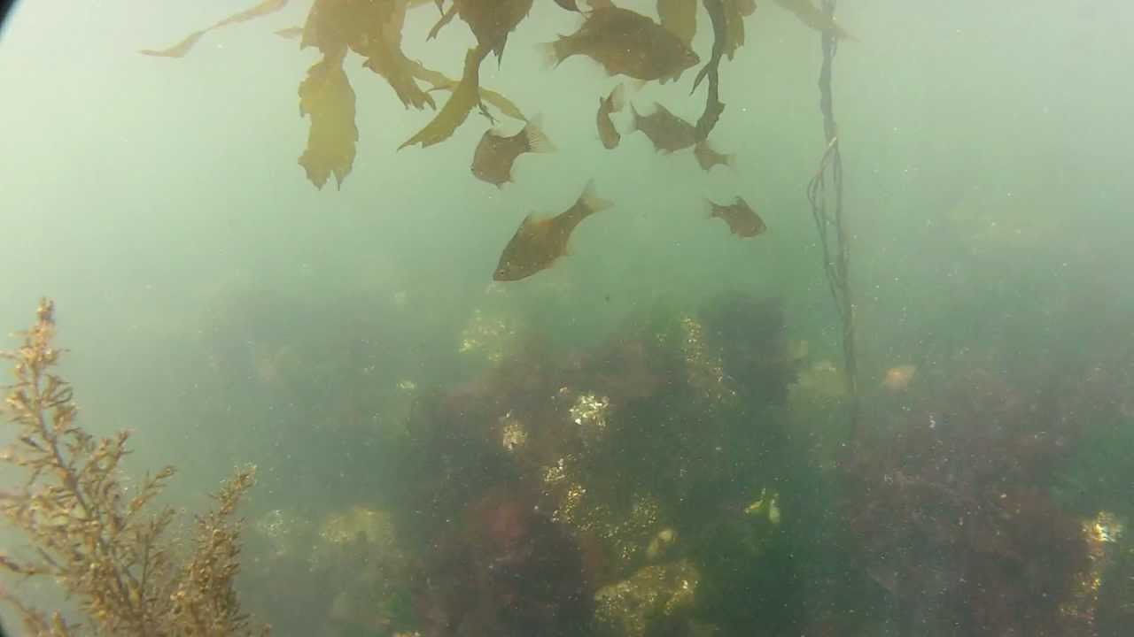 Kelp Perch in Seattle 2 - YouTube