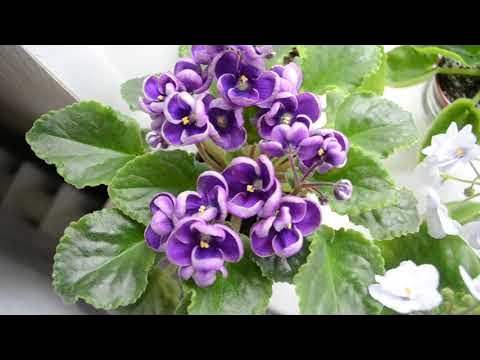 Майские ФИАЛКИ/Сравниваю ПТ-Юная Пастушка и Playful Spectrum/Ахименес ...