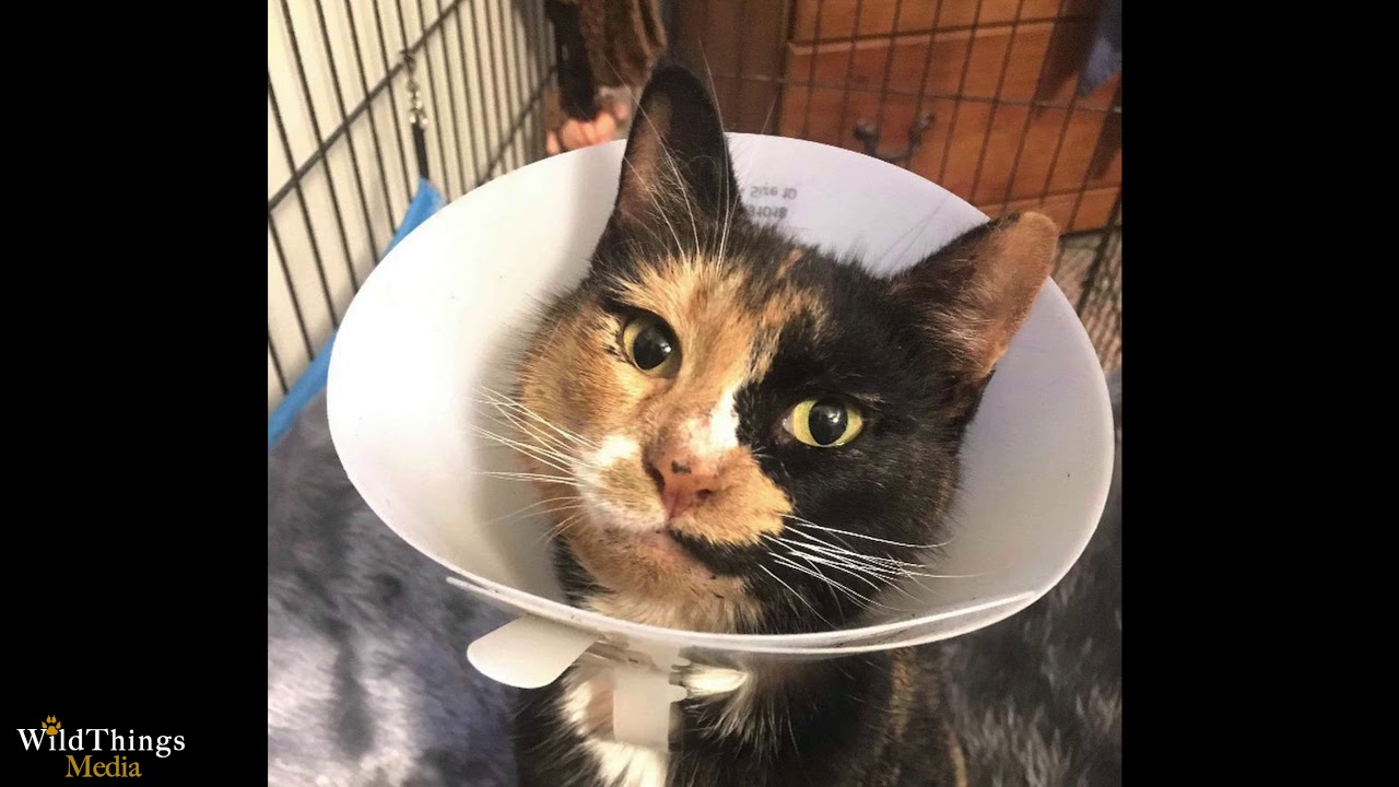 Cat Shot With Arrow, Amazingly Survives! - YouTube