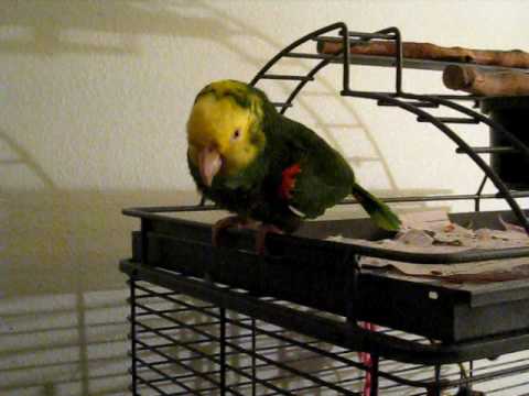 Crying parrot 3.avi - YouTube