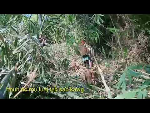 hnub no mu luaj teb sab kawg nawb 1/3/2021 - YouTube