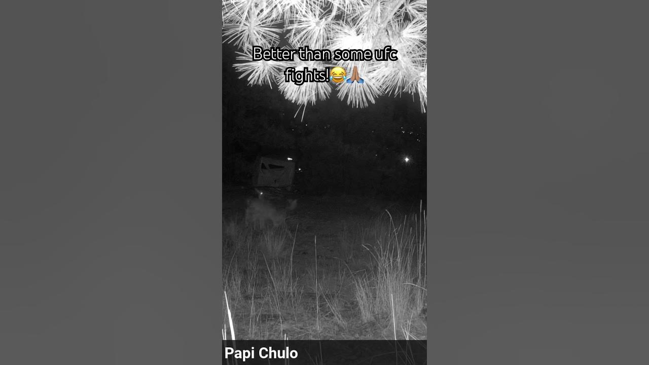 They really went “doe to doe”!🙏🏽😂 #hunting #pnw #deer #fights #fighting ... They really went “doe to doe”!🙏🏽😂 #hunting #pnw #deer #fights #fighting ...