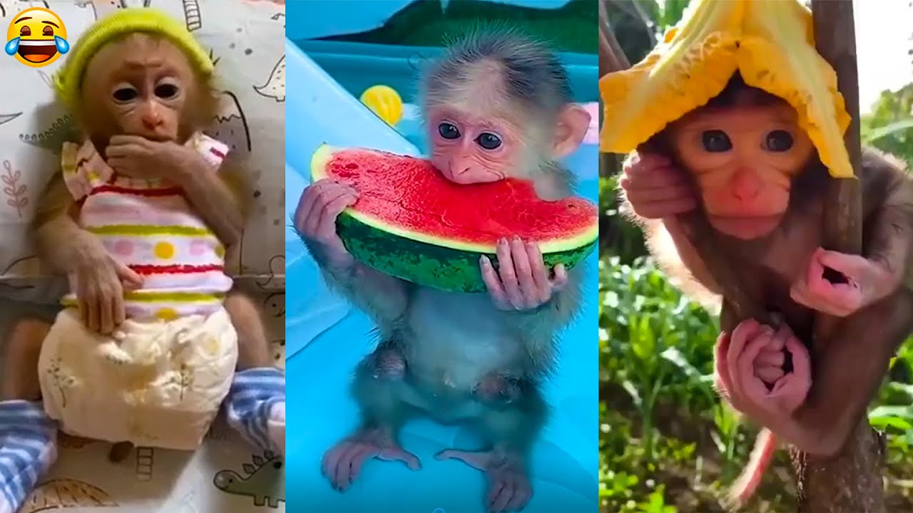 FUNNY MONKEY VIDEOS 🐵😂 (Funny Animal Videos) #2 - YouTube