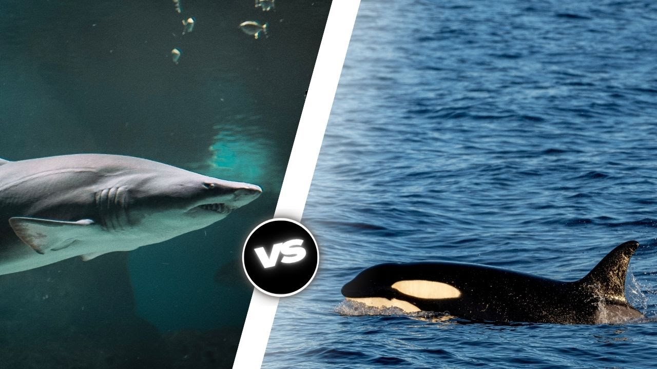 Requin VS Orque: Qui sera le prédateur ultime? - YouTube