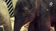 Prague Zoo - YouTube
