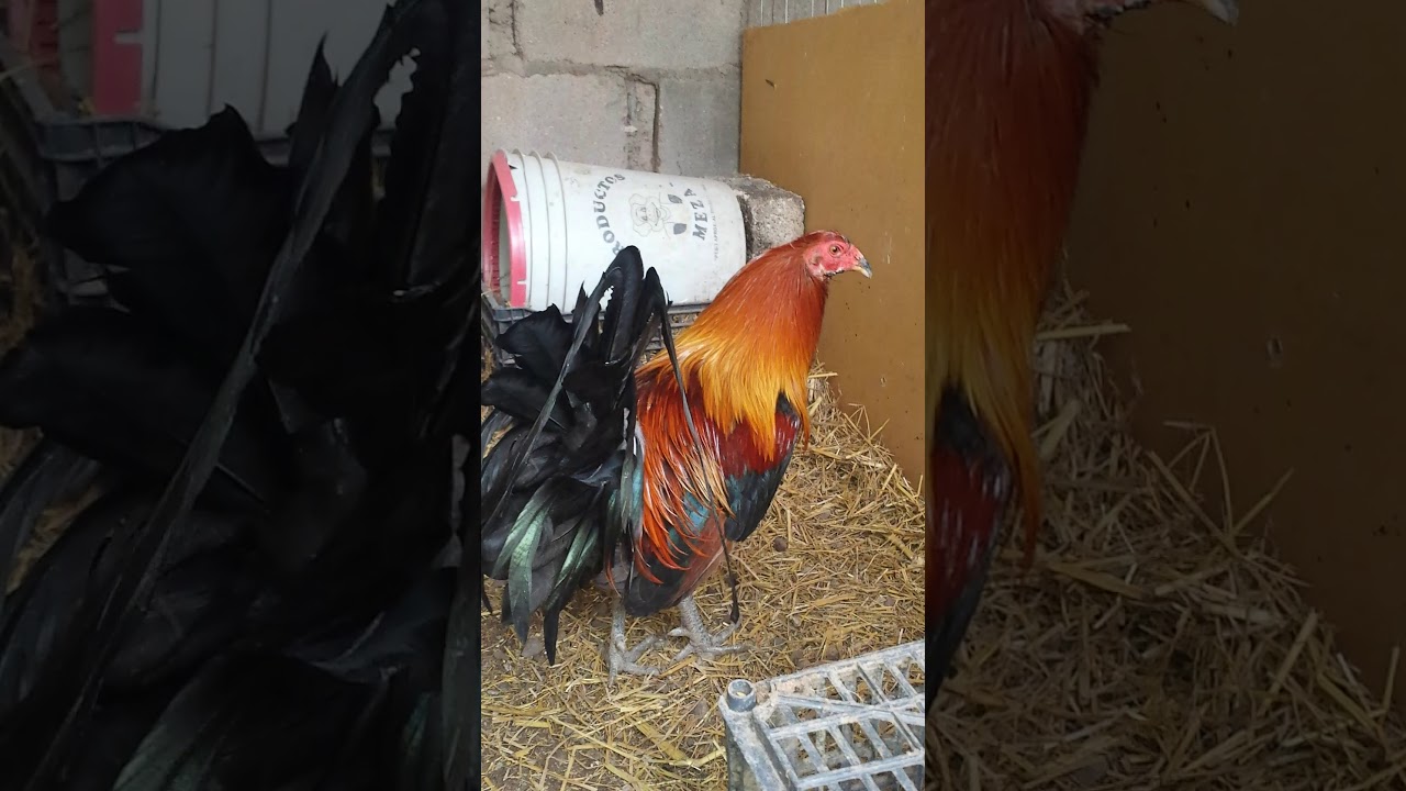 Gallo Maclean de rancho los olivos - YouTube