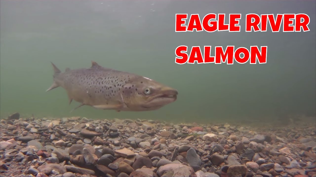 Eagle River Salmon | Labrador - YouTube
