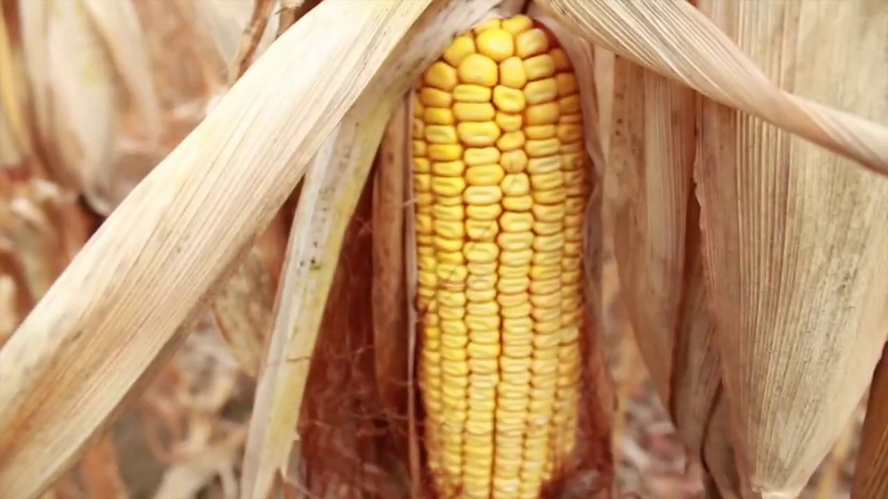 The Craze for Maize - YouTube