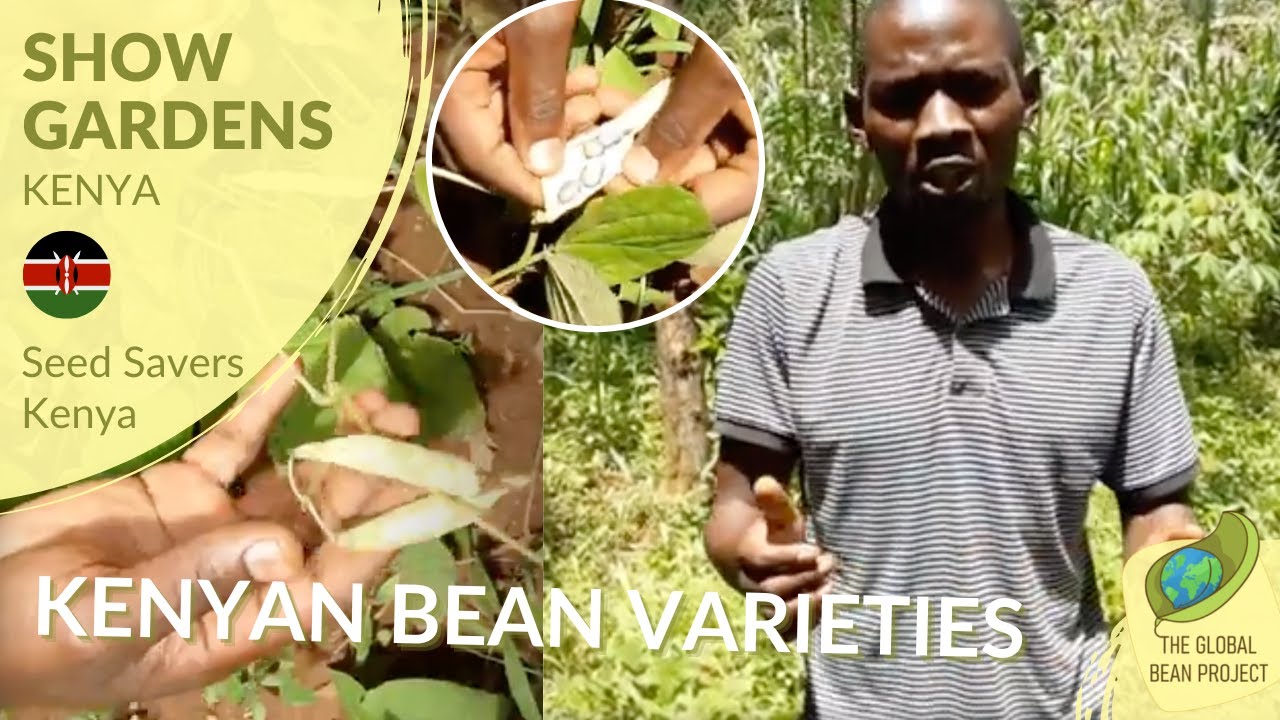 Kenyan Bean Varieties – Seed Savers Kenya 🇰🇪 #2 | Global Bean Show ...