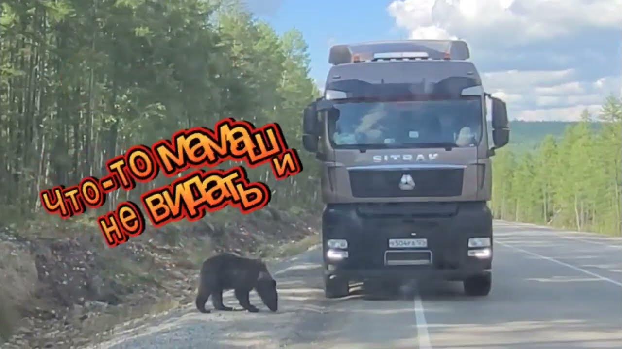 голодный медведь на трассе южная якутия - YouTube