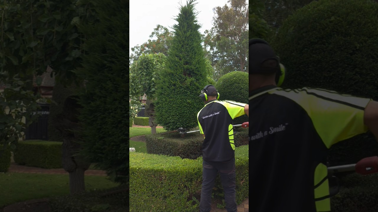 🌿 ️ Cutting the hedge back into shape #shorts - YouTube