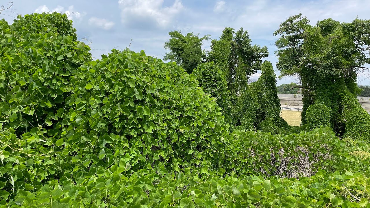Kudzu in Cincinnati, Ohio. The vine that ate the South is set to now ...