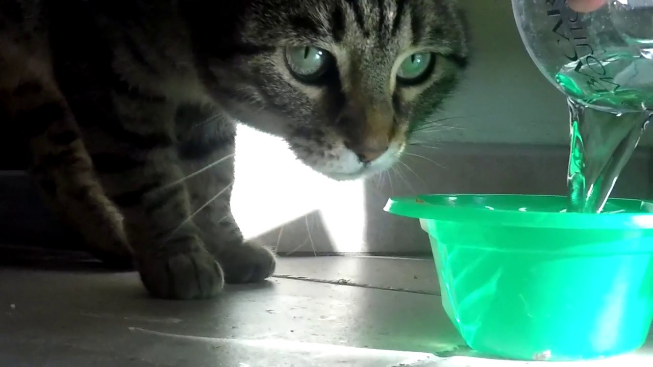 Gopro Hero 5 Black : Slow-motion cat - YouTube