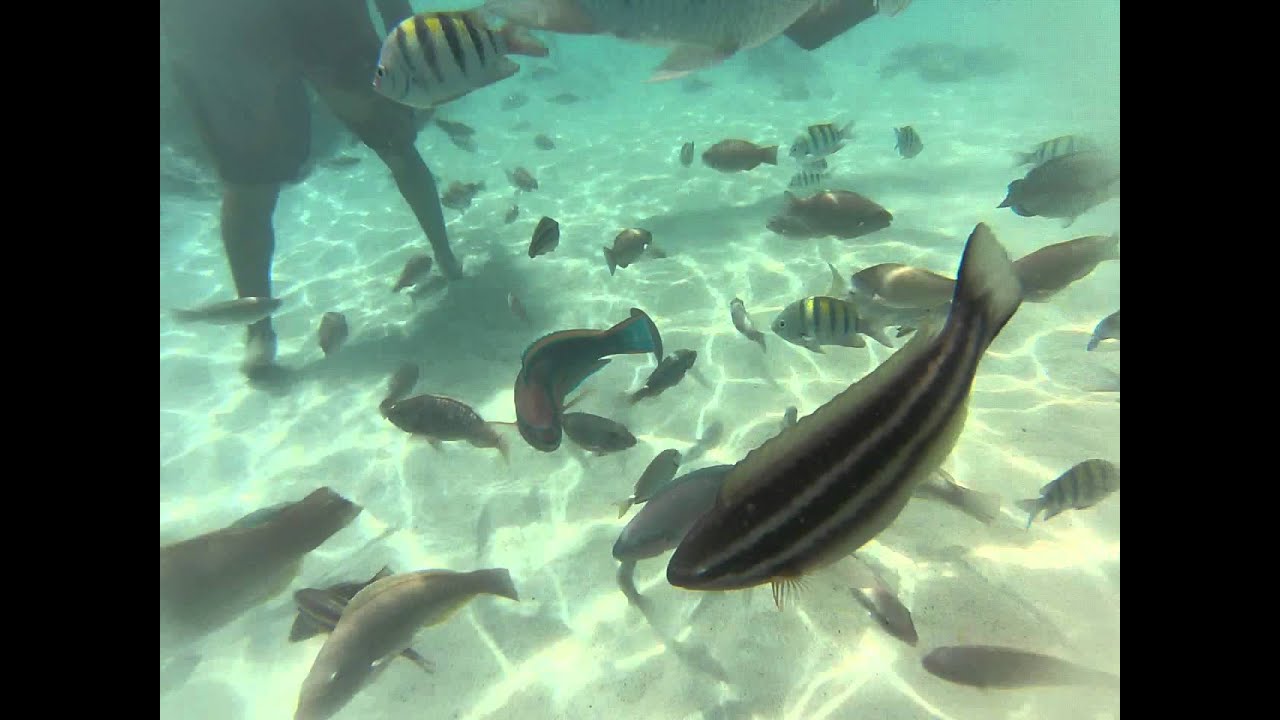 Feeding fish and birds at St. Thomas Coki beach - YouTube