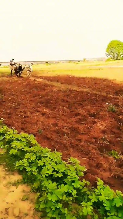 dhaan ki ropai karne ke liye khet banaa rahe hain#youtube #vayral_video #vlog #kishan #363 - YouTube