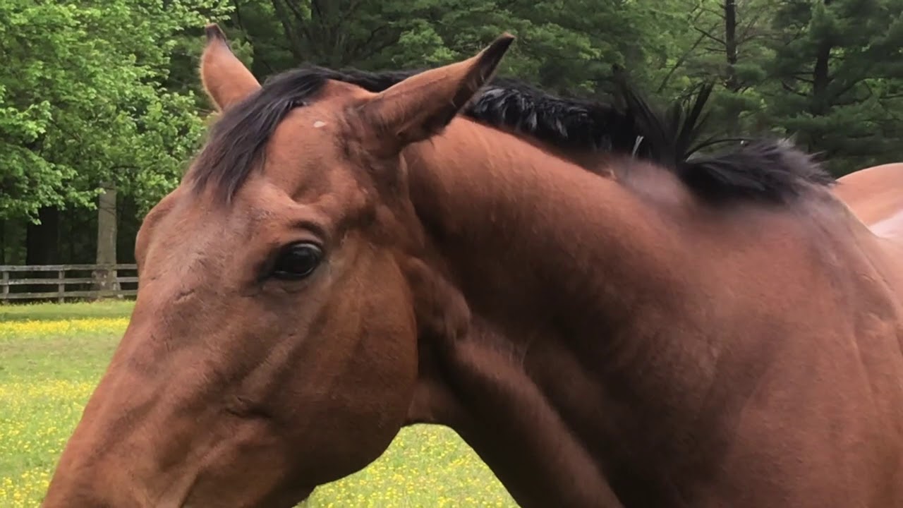 Wheaton Regional Horse Stables - YouTube